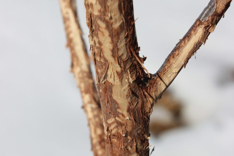 Protecting Fruit Trees From Deer and Rabbits - Rural Dreams