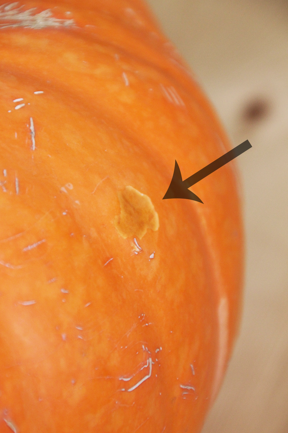 how to tell if your squash is rotten Archives - Rural Dreams