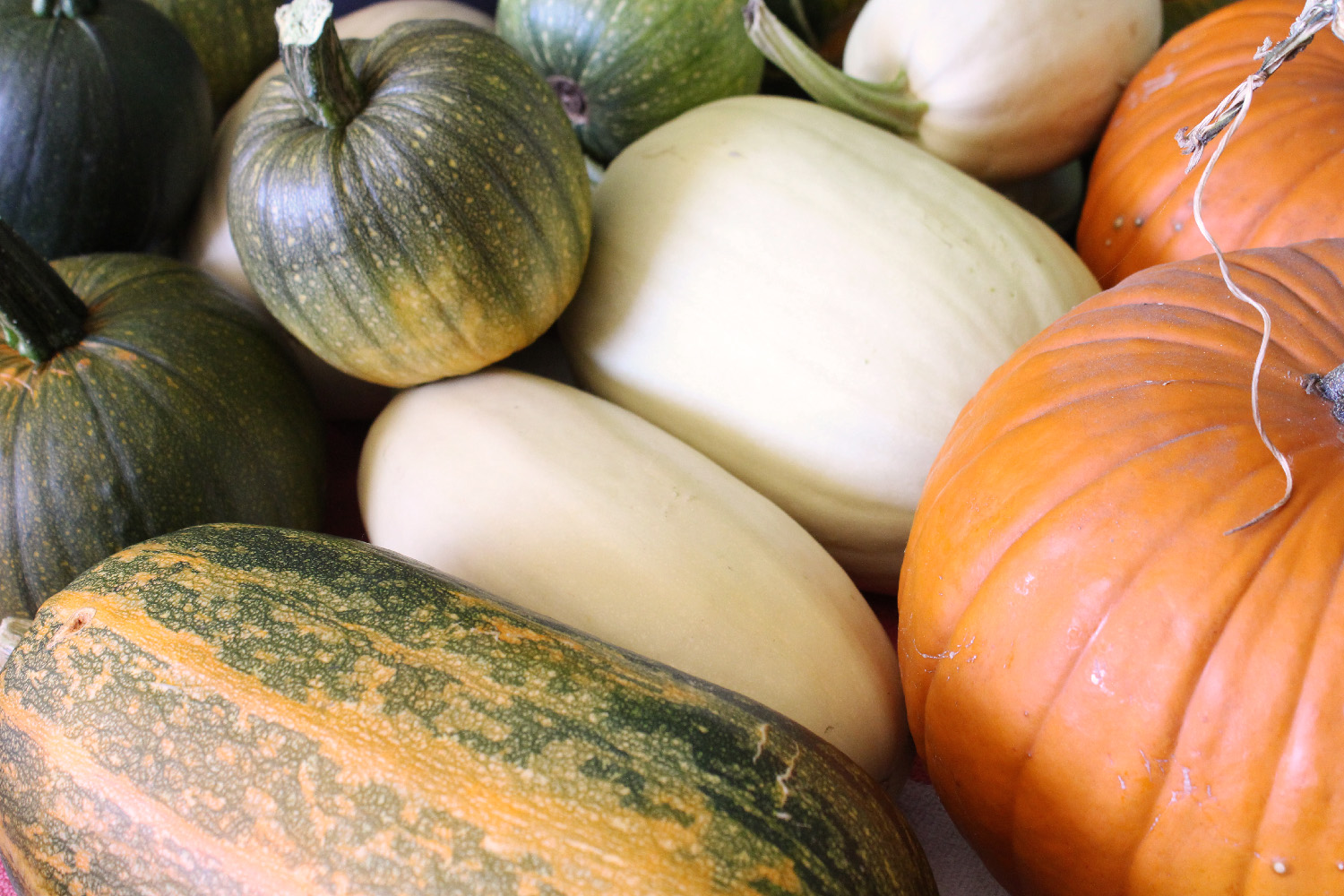 How to Cure Winter Squash for Storage - Rural Dreams